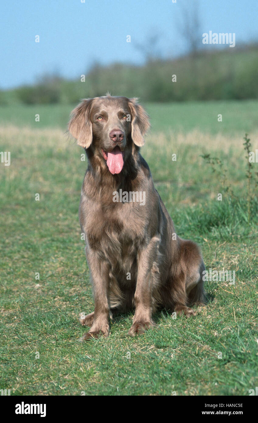 Long haired weimaraner hi-res stock photography and images - Alamy