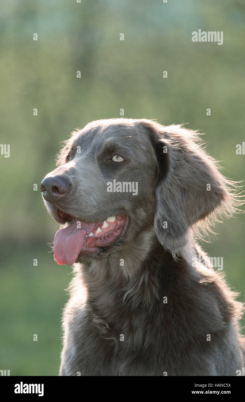 Long haired animals hi-res stock photography and images - Alamy
