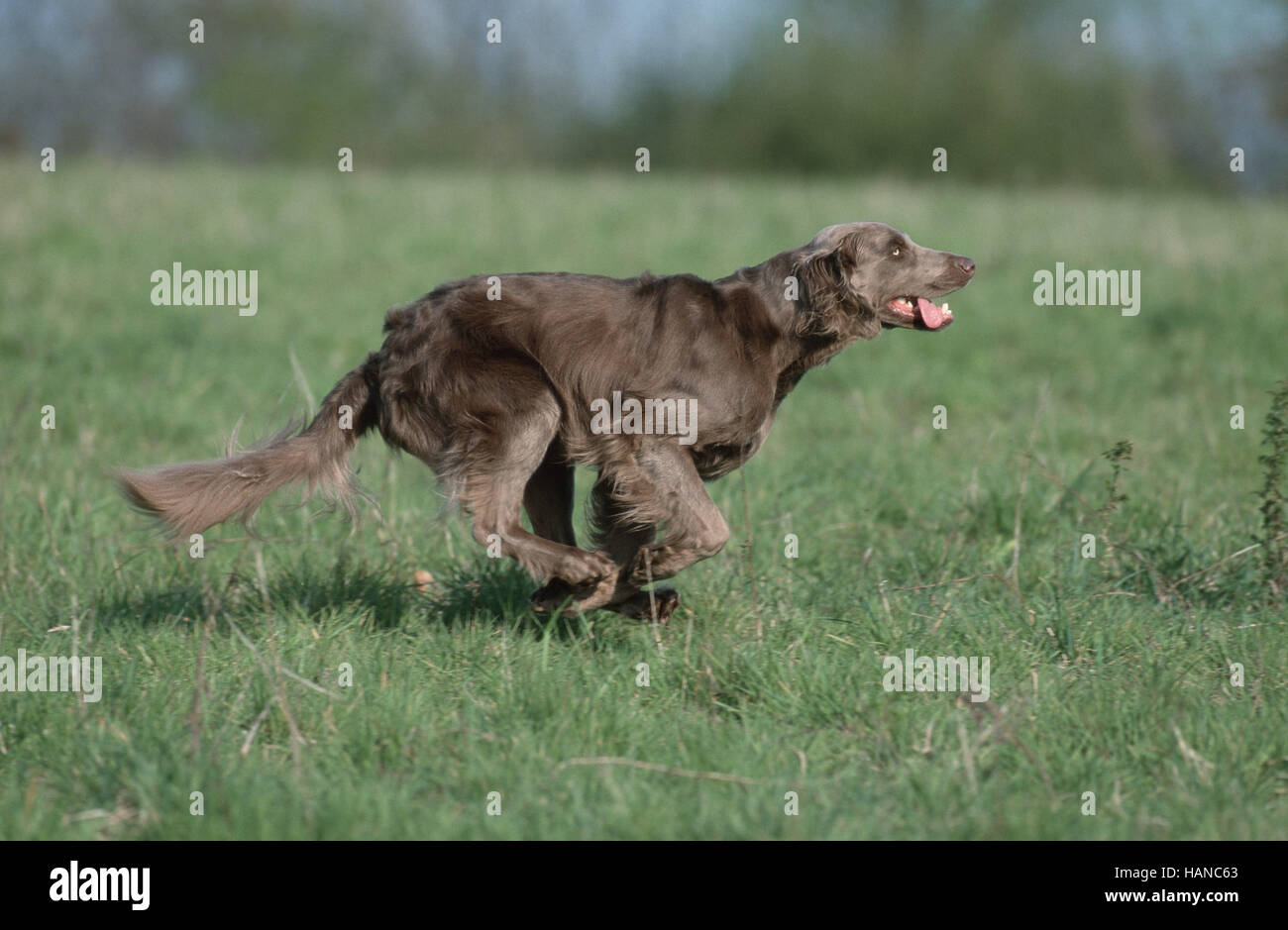 Weimaraner Hunting Deer