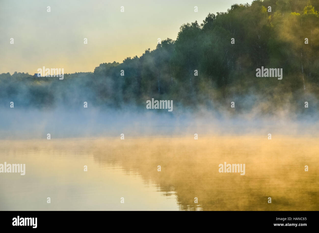 thick morning fog in the summer forest. thick morning fog in the forest ...
