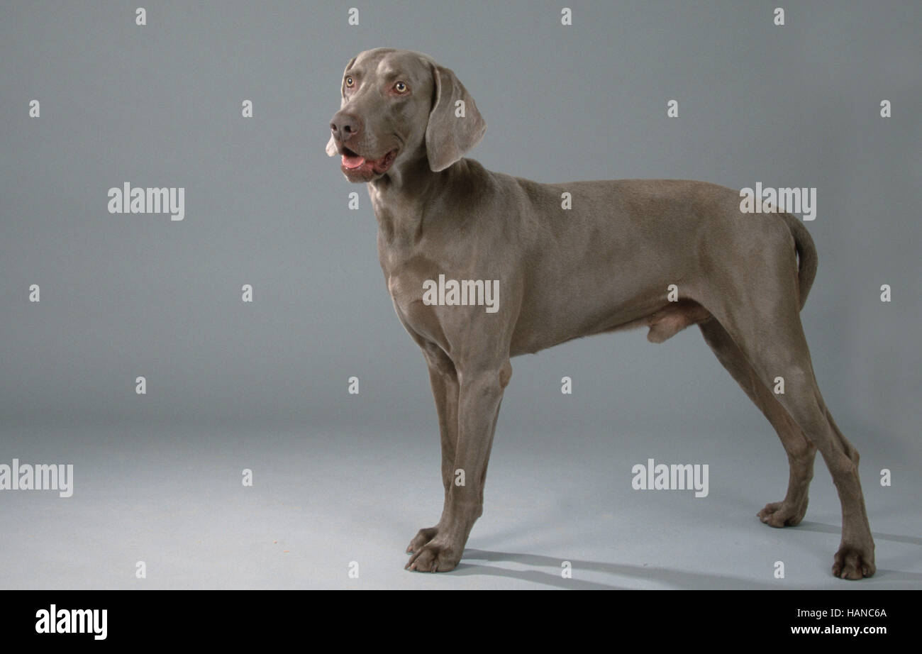 Weimaraner adult hi-res stock photography and images - Alamy