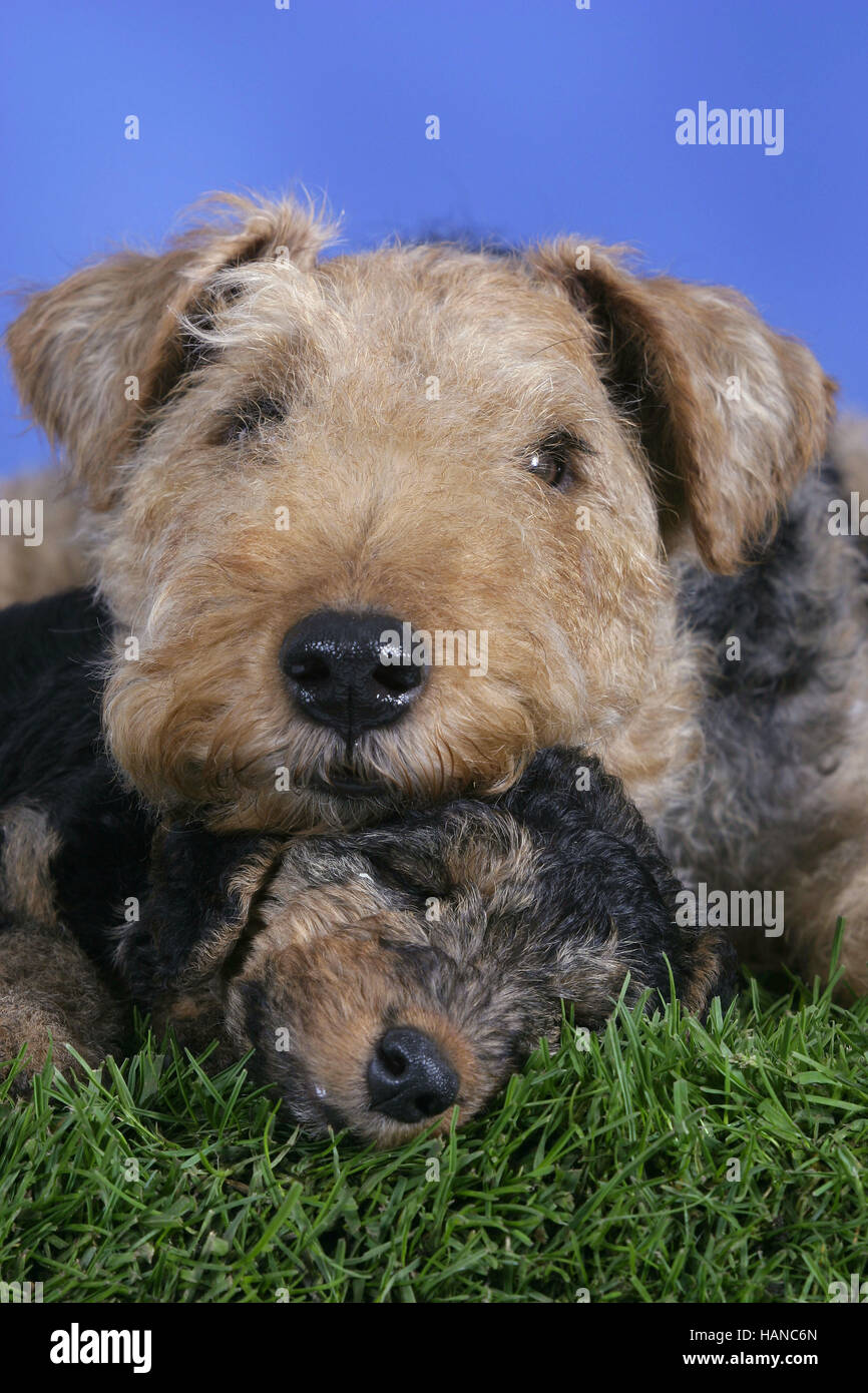 Weshie hi-res stock photography and images - Alamy