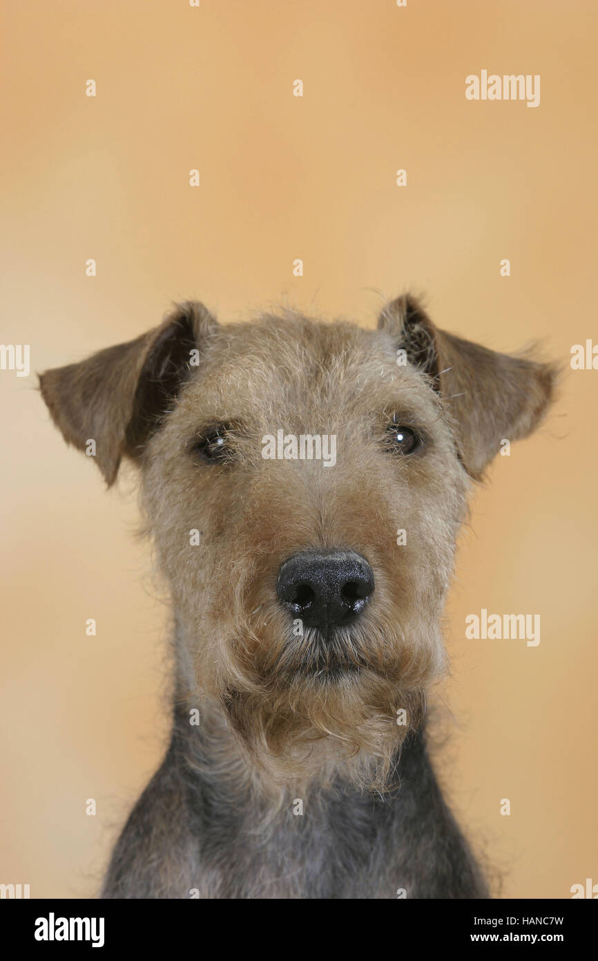 Welsh hound dog hi-res stock photography and images - Alamy