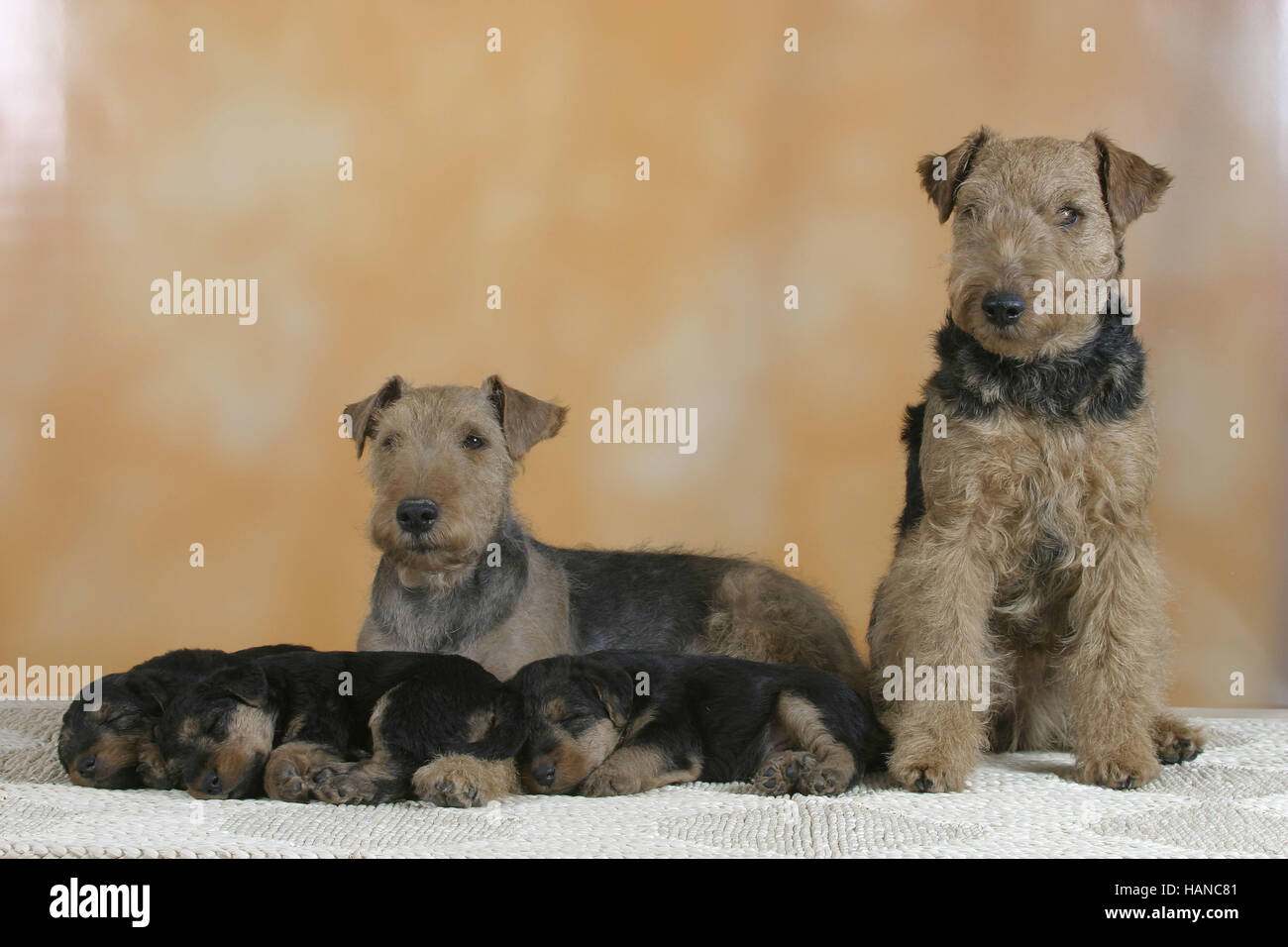 Hund gruppenbild hi-res stock photography and images - Alamy