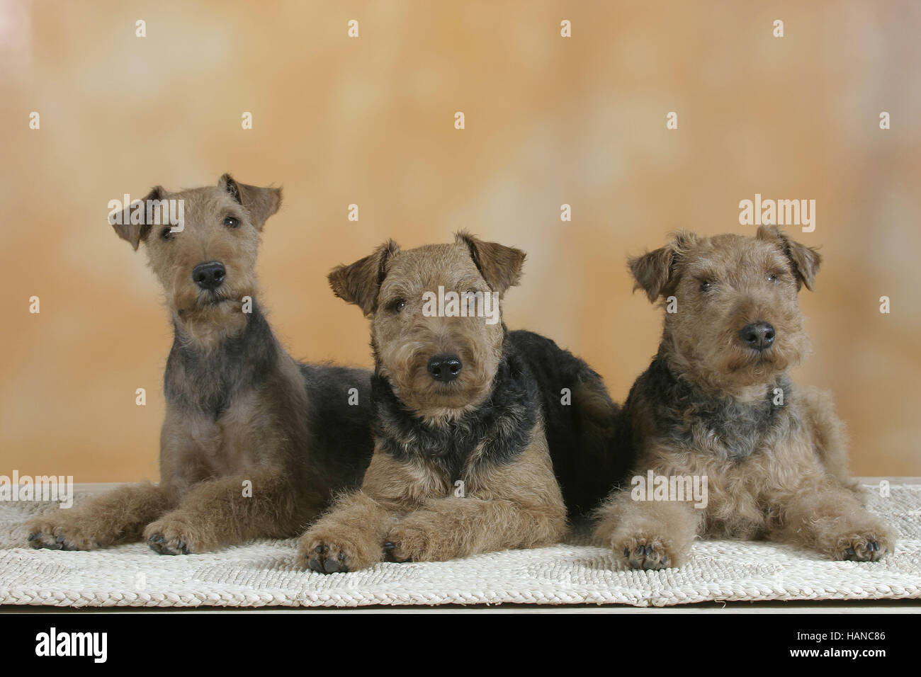 Welsh terrier puppy hi-res stock photography and images - Alamy