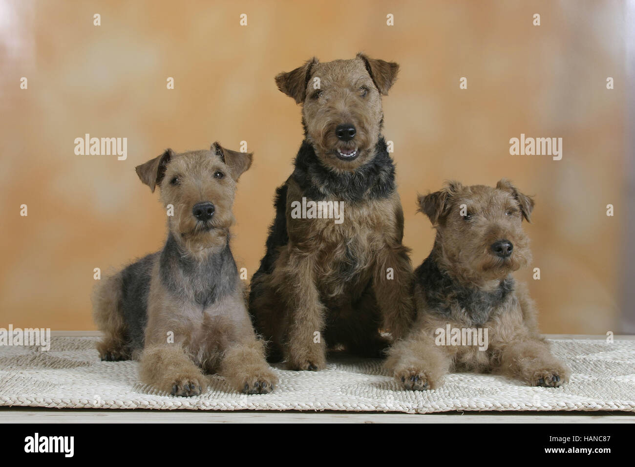Welsh Terrier Lab Mix