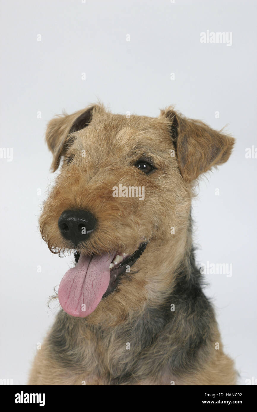 Perro Simpatico High Resolution Stock Photography and Images - Alamy