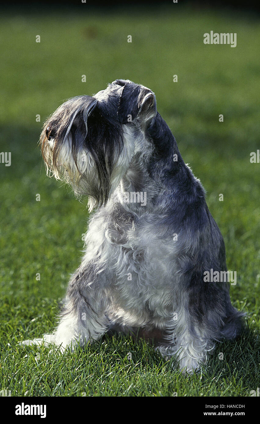 Schnauzer Profile High Resolution Stock Photography and Images - Alamy