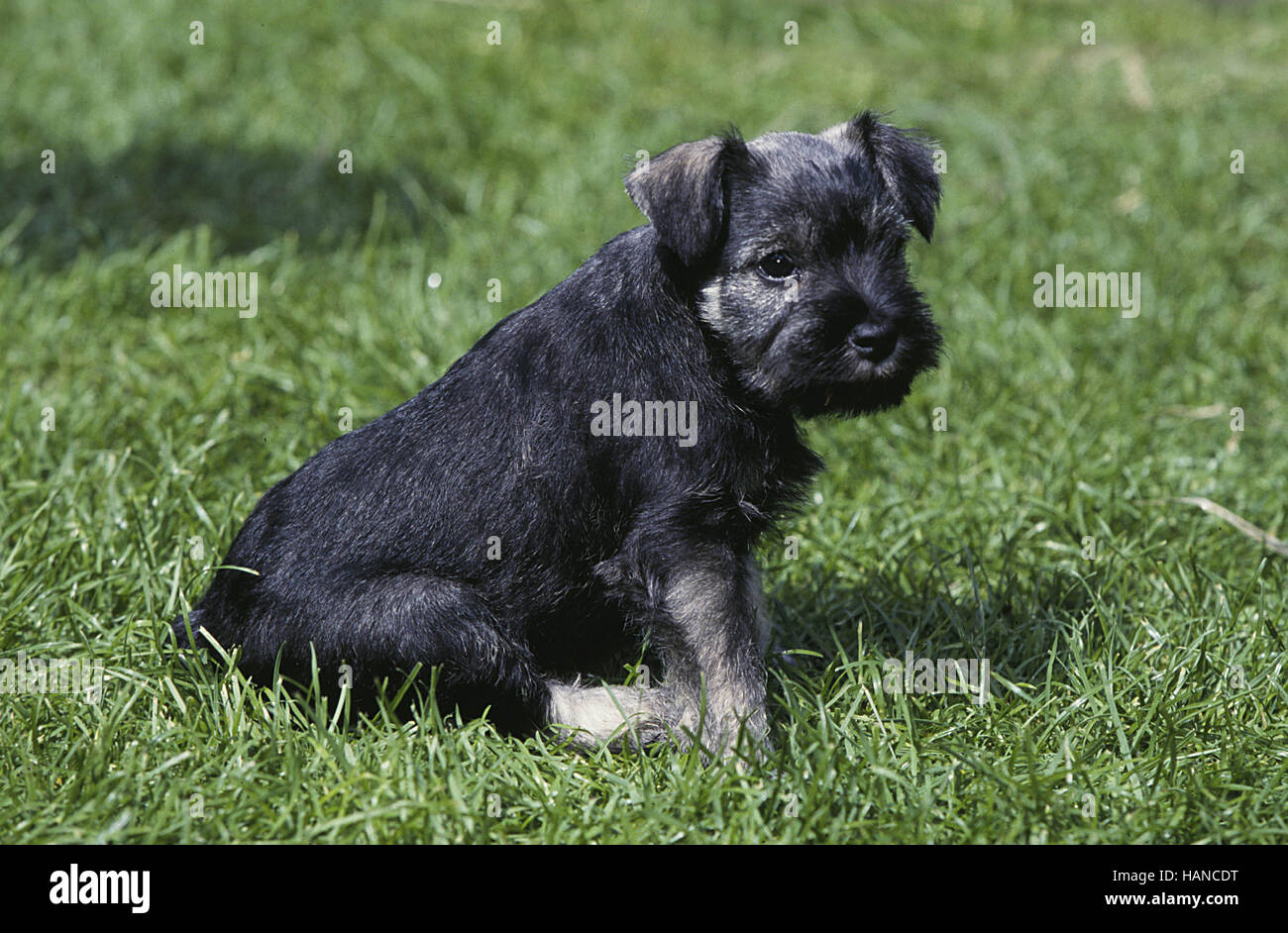 Perro schnauzer hi-res stock photography and images - Alamy