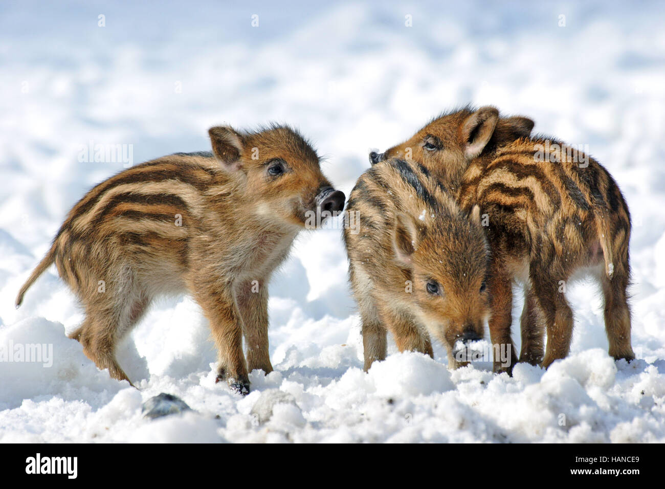Junges Wildschwein Frischlinge High Resolution Stock Photography and ...