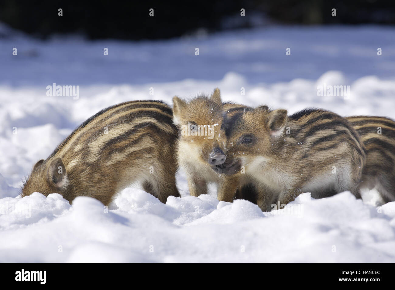 Junges wildschwein frischlinge hi-res stock photography and images - Alamy