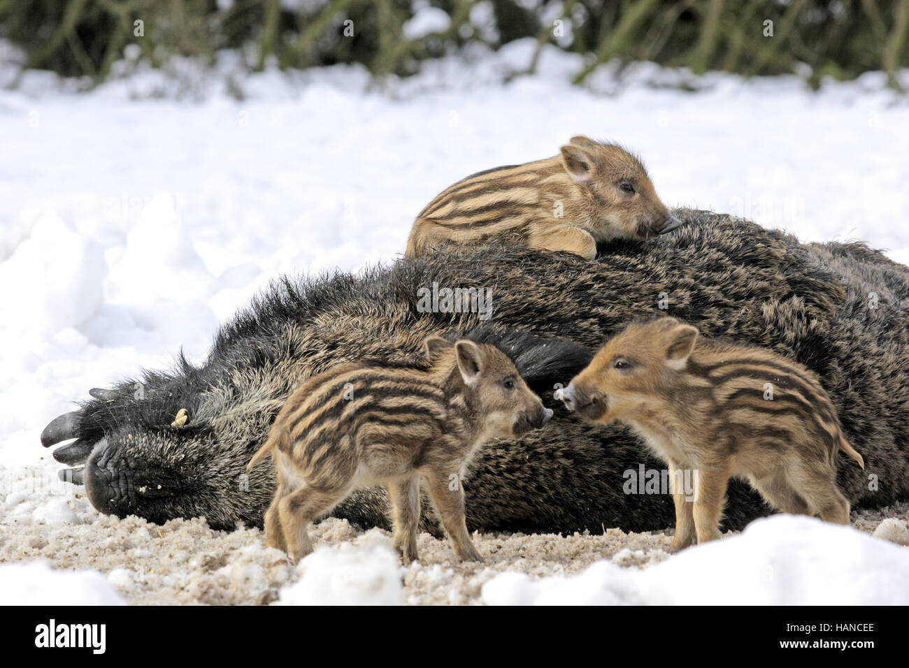 Junges wildschwein frischlinge hi-res stock photography and images - Alamy