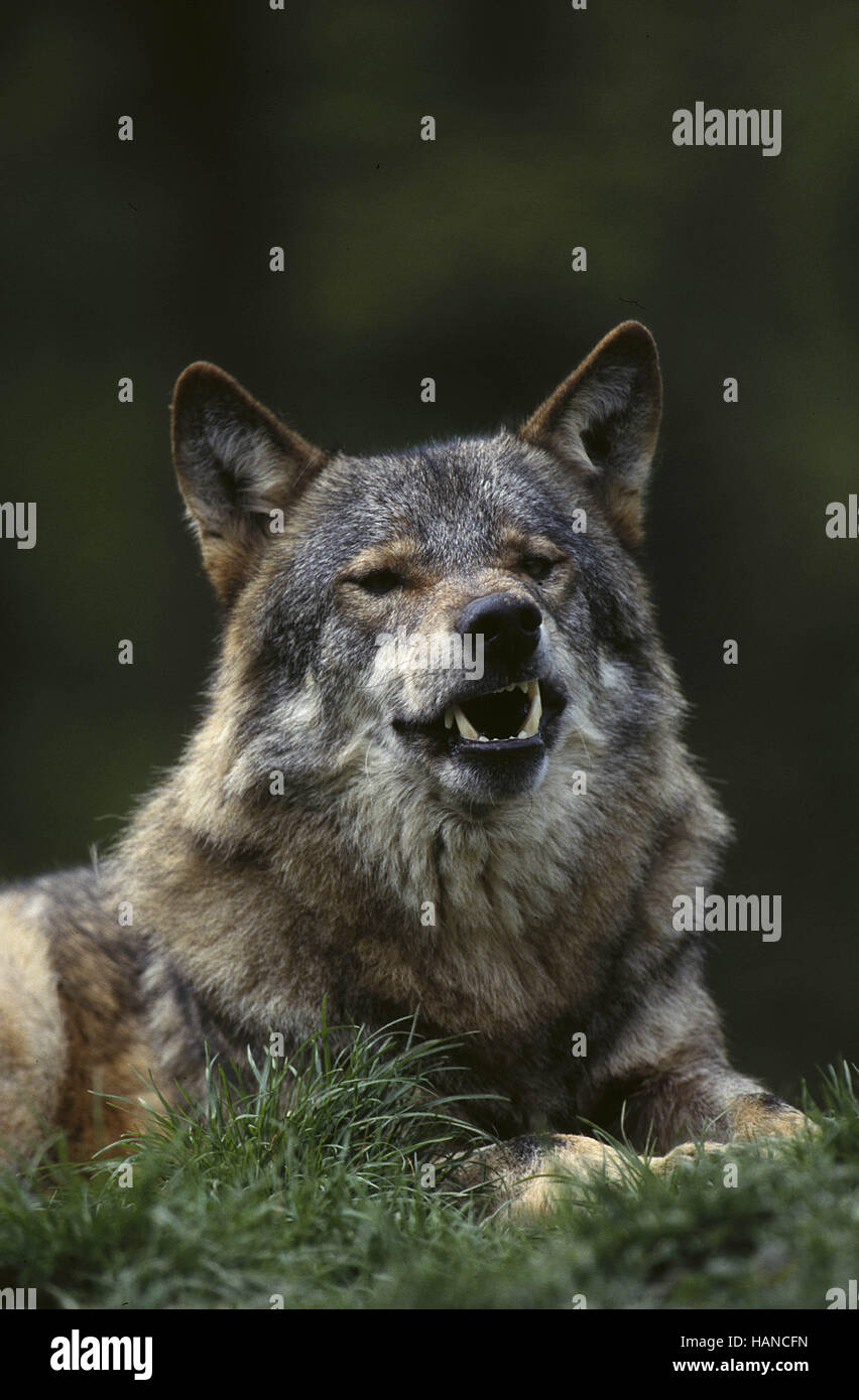 European Grey Wolf Stock Photo - Alamy