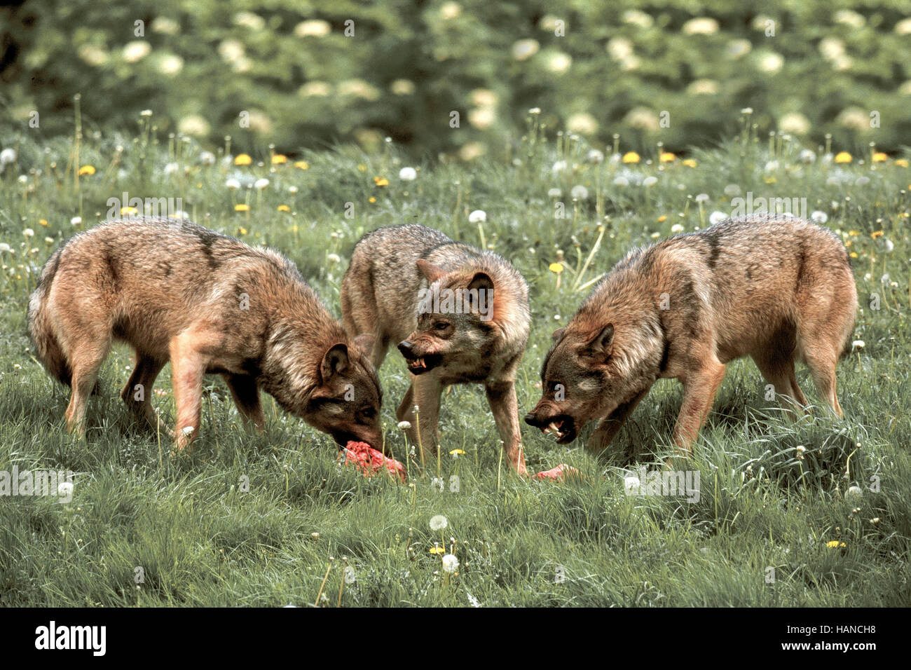 Wolf bites hi-res stock photography and images - Alamy