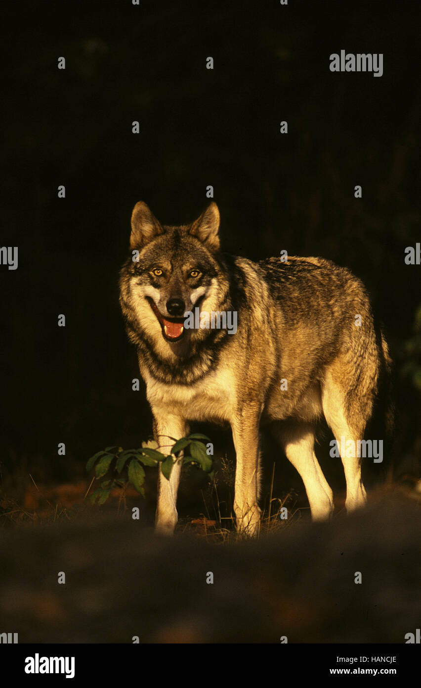 European Grey Wolf Stock Photo - Alamy