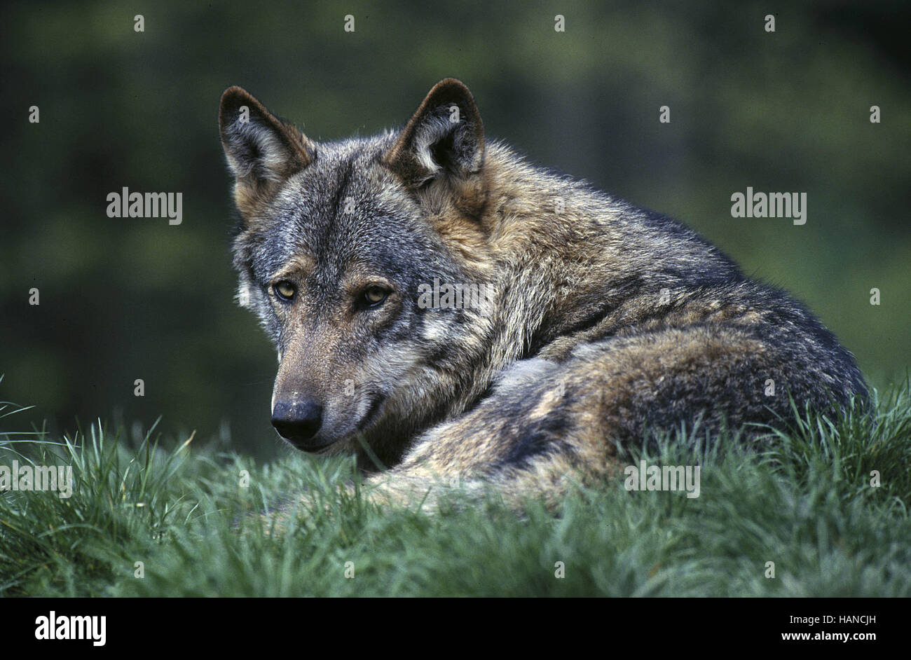 Wolf european gras hi-res stock photography and images - Alamy