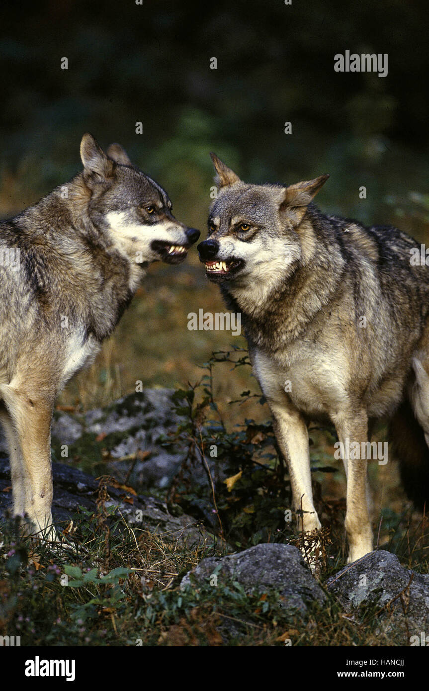 Aggressive wolf hi-res stock photography and images - Alamy