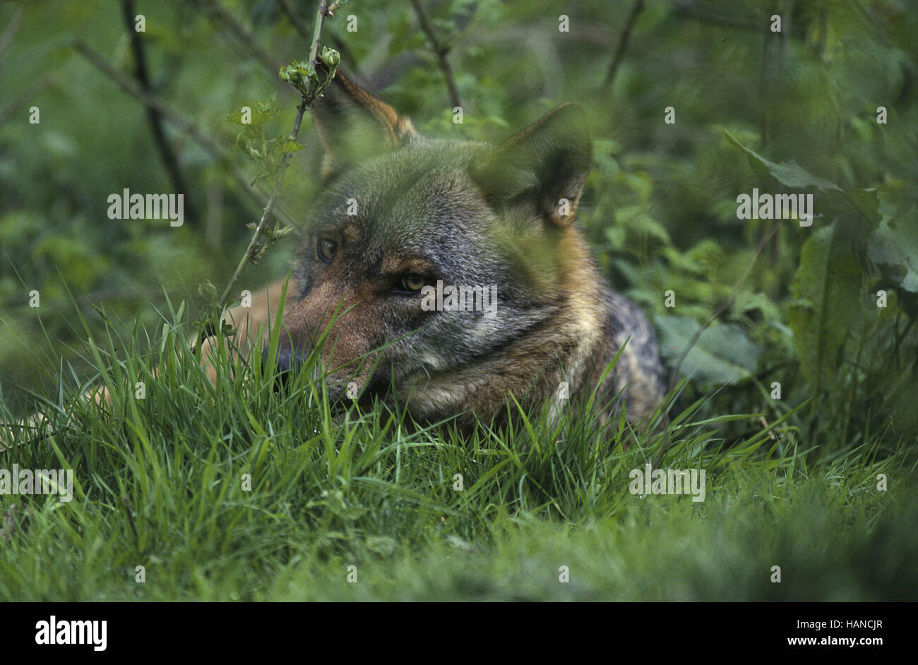 Wolf gras hi-res stock photography and images - Alamy