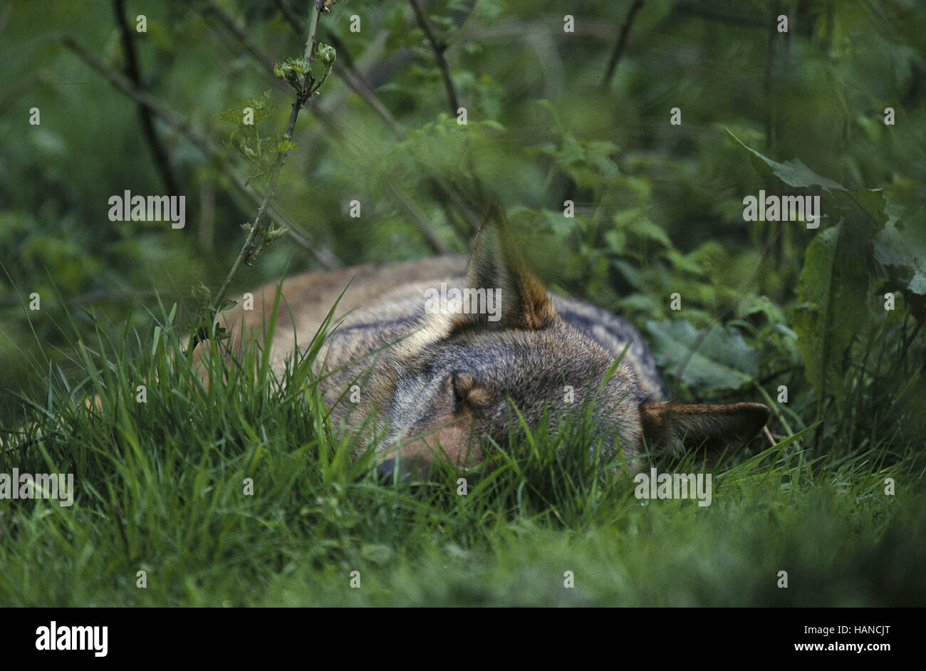 European Grey Wolf Stock Photo - Alamy