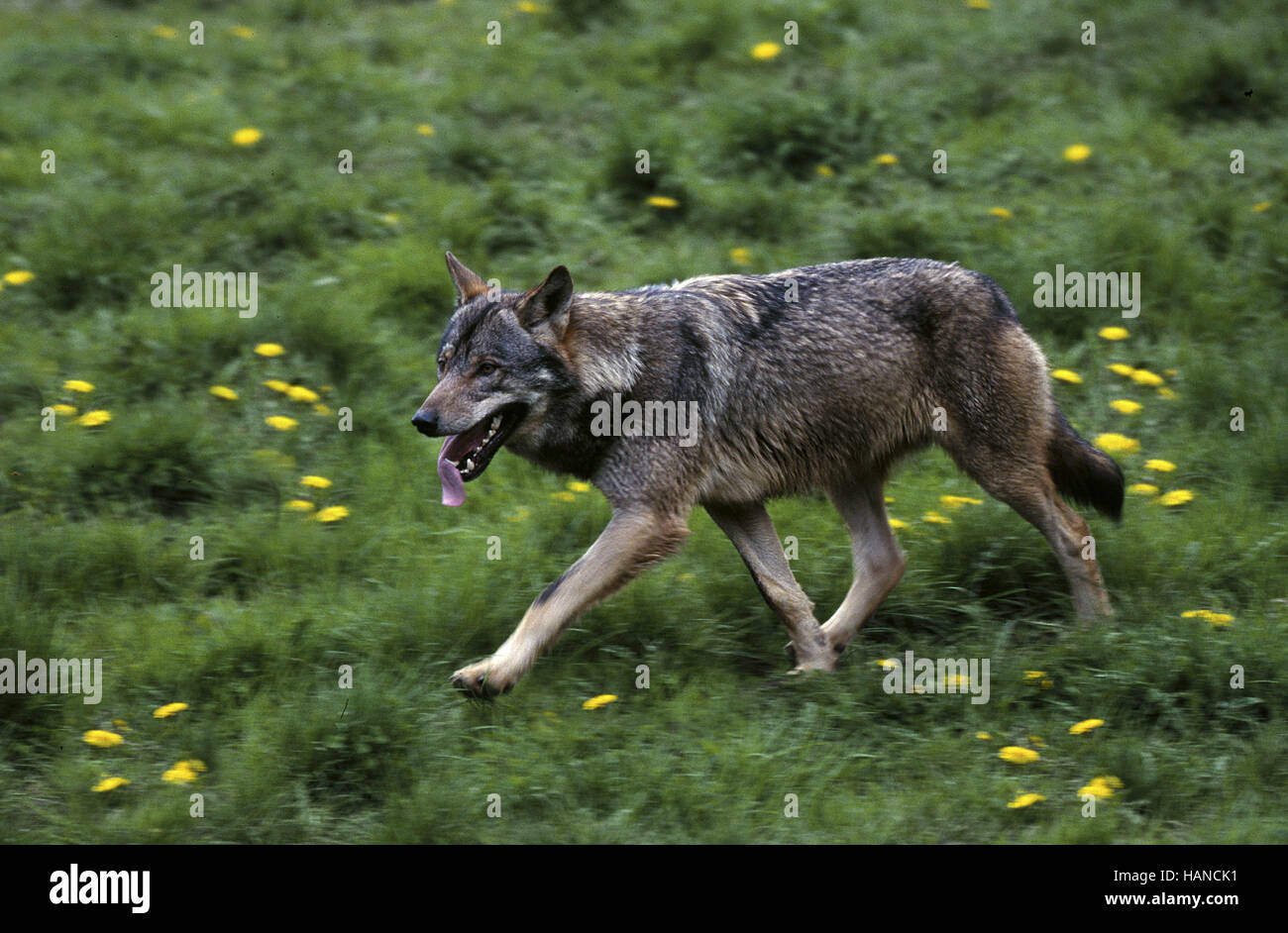European Grey Wolf Stock Photo - Alamy