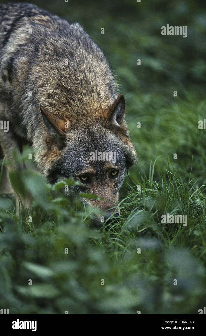 Wolf gras hi-res stock photography and images - Alamy