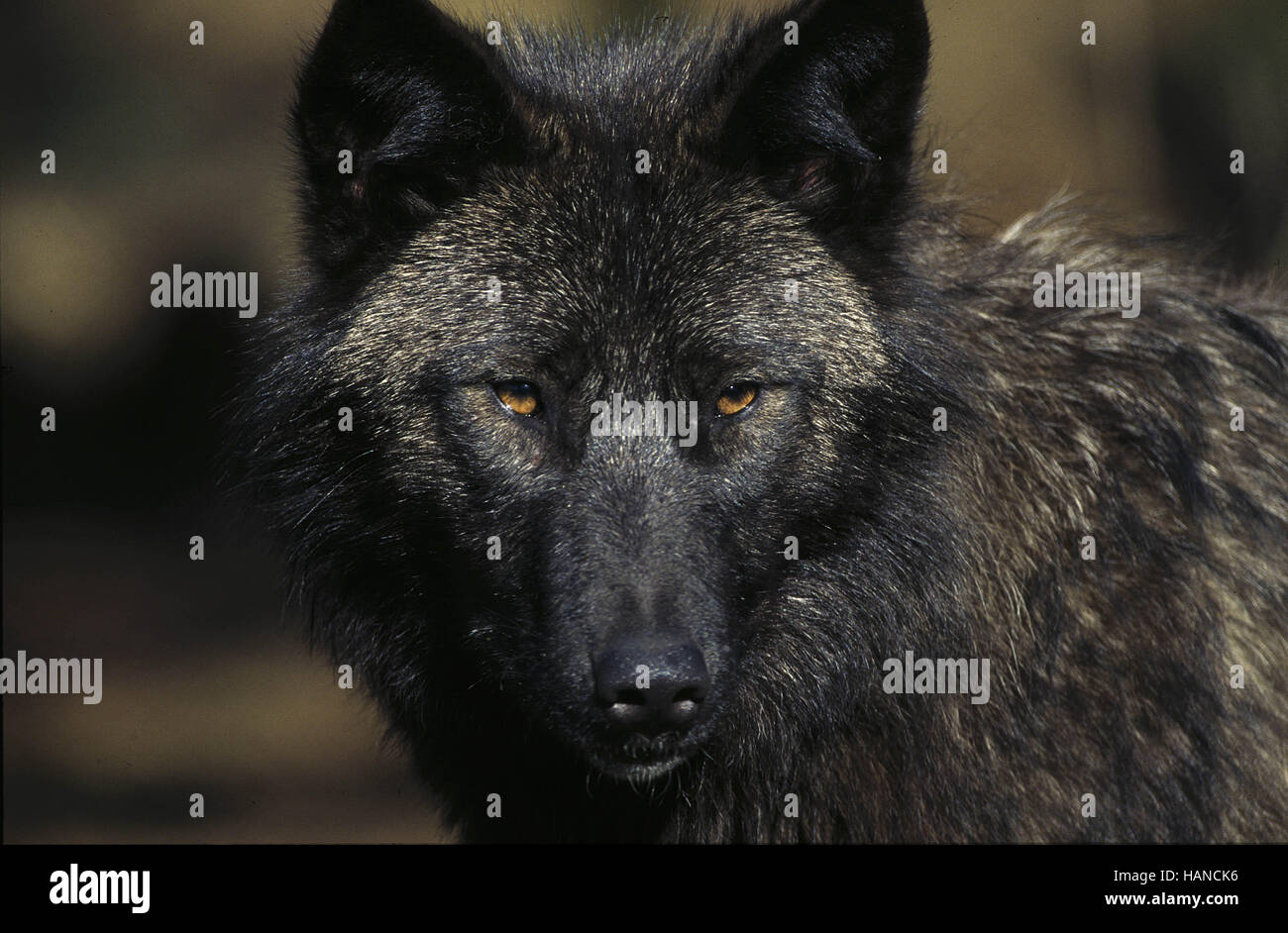 Schwarzer wolf hi-res stock photography and images - Alamy