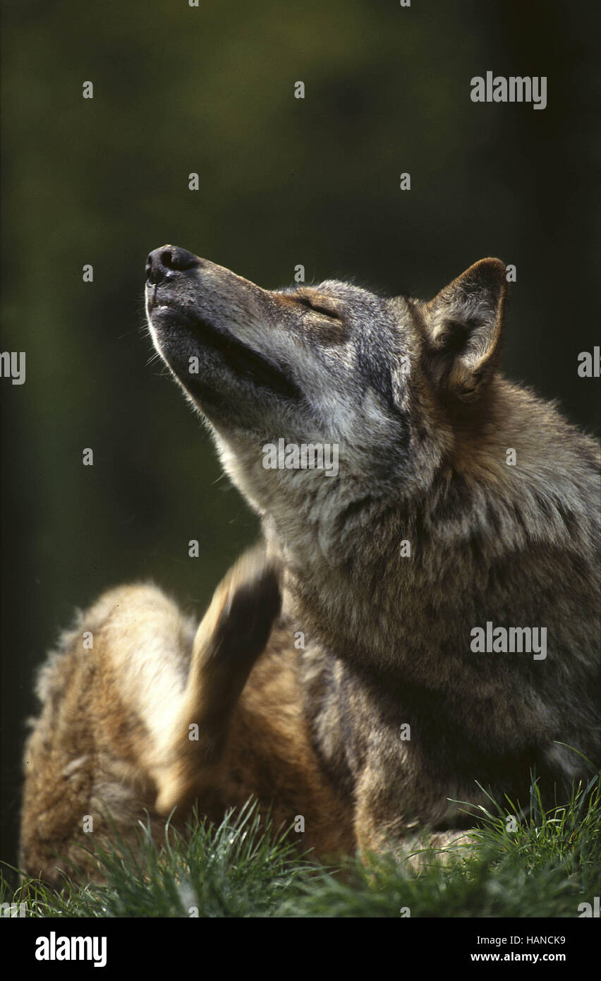 Wolf gras hi-res stock photography and images - Alamy