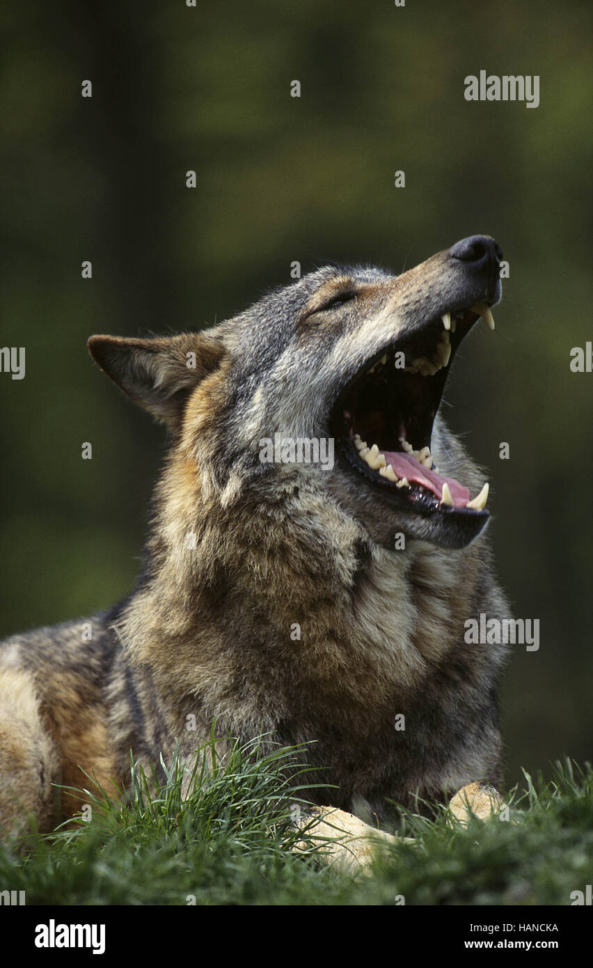 European Grey Wolf Stock Photo - Alamy