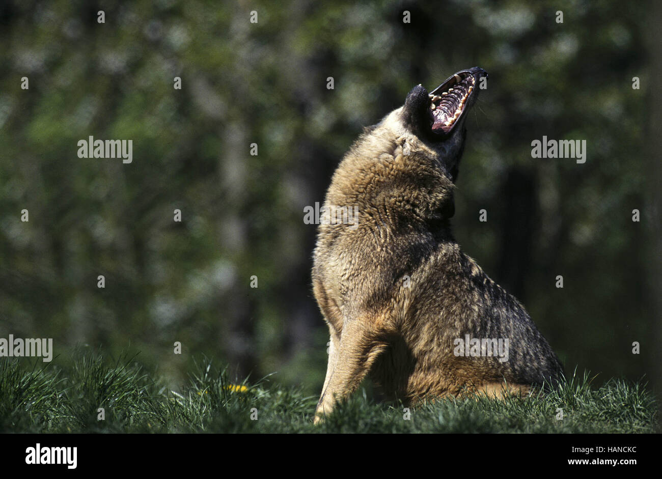 Wolf heulen hi-res stock photography and images - Alamy