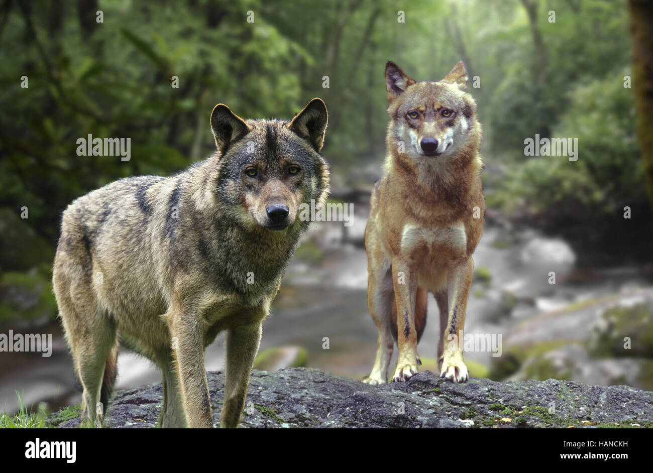 European Grey Wolf Stock Photo - Alamy