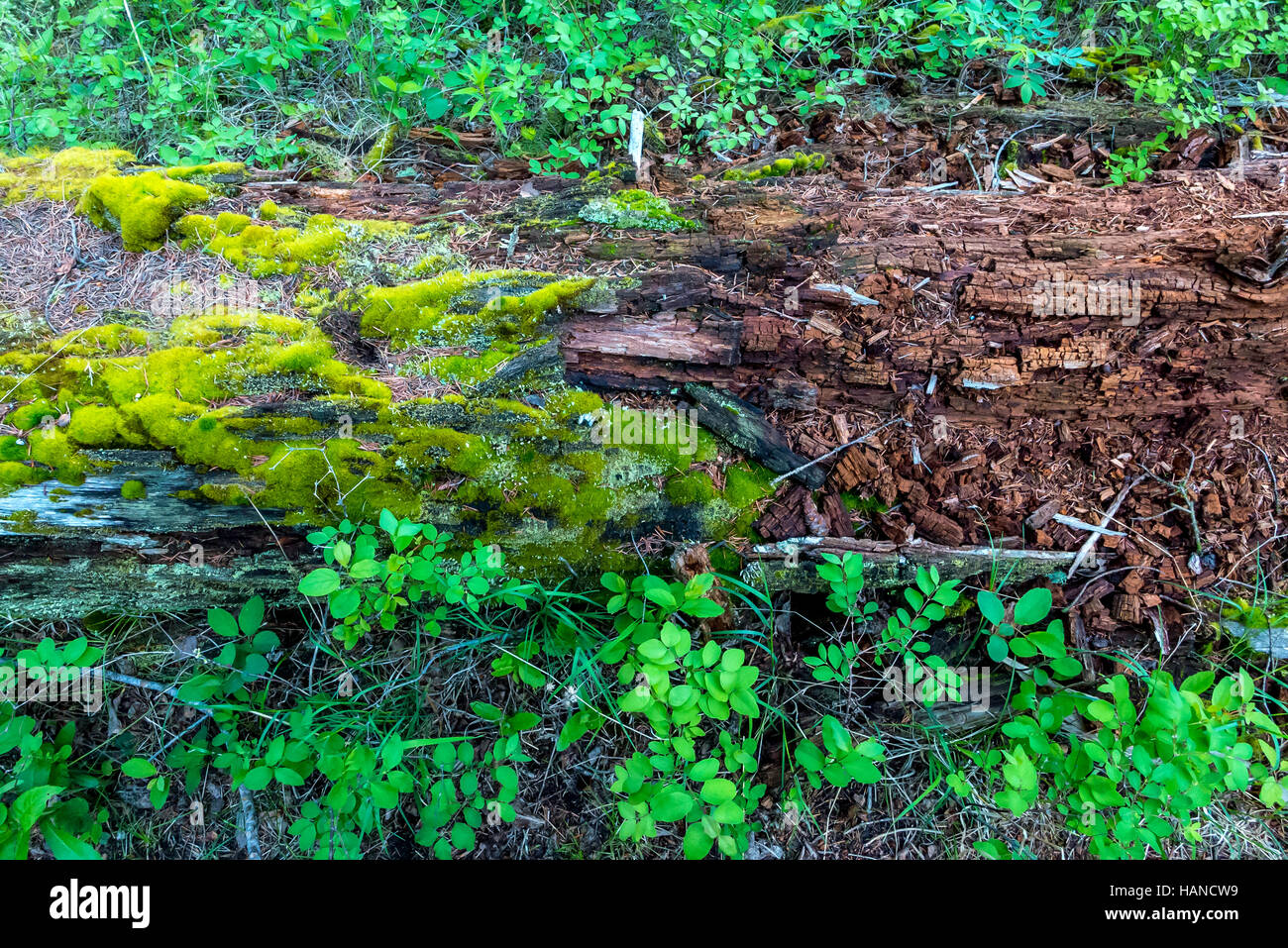 A rotting tree trunk decaying in the Yellowstone National Park Stock ...