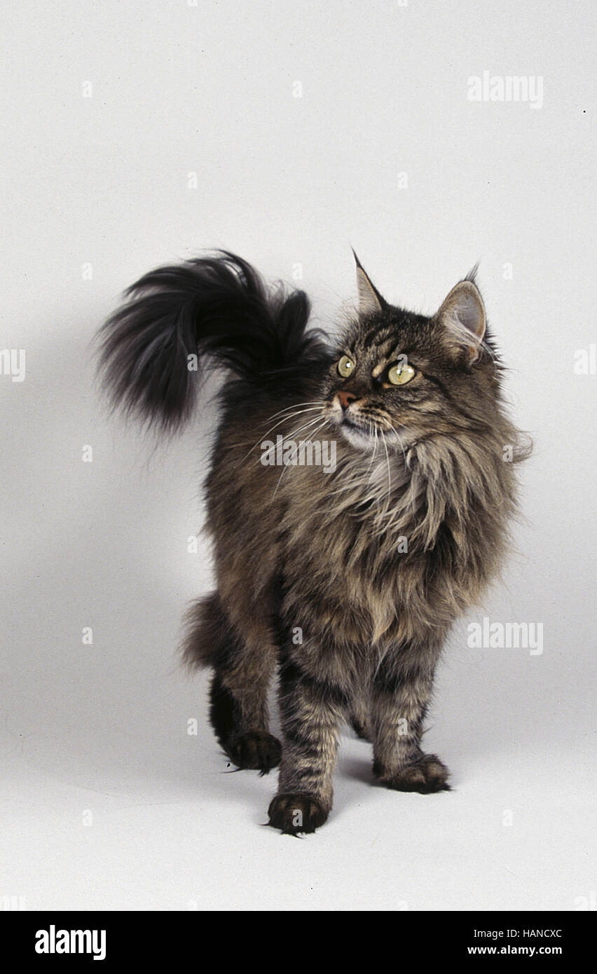 Norwegische waldkatze norwegian forest cat hi-res stock photography and ...
