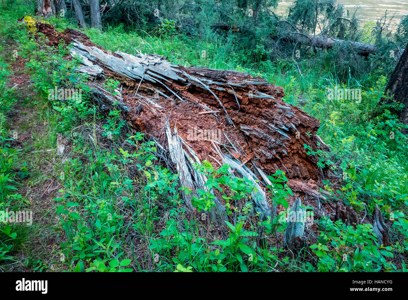 A rotting tree trunk decaying in the Yellowstone National Park Stock ...