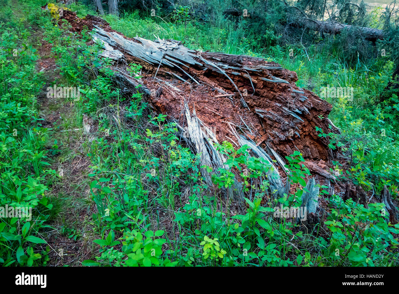 A rotting tree trunk decaying in the Yellowstone National Park Stock ...