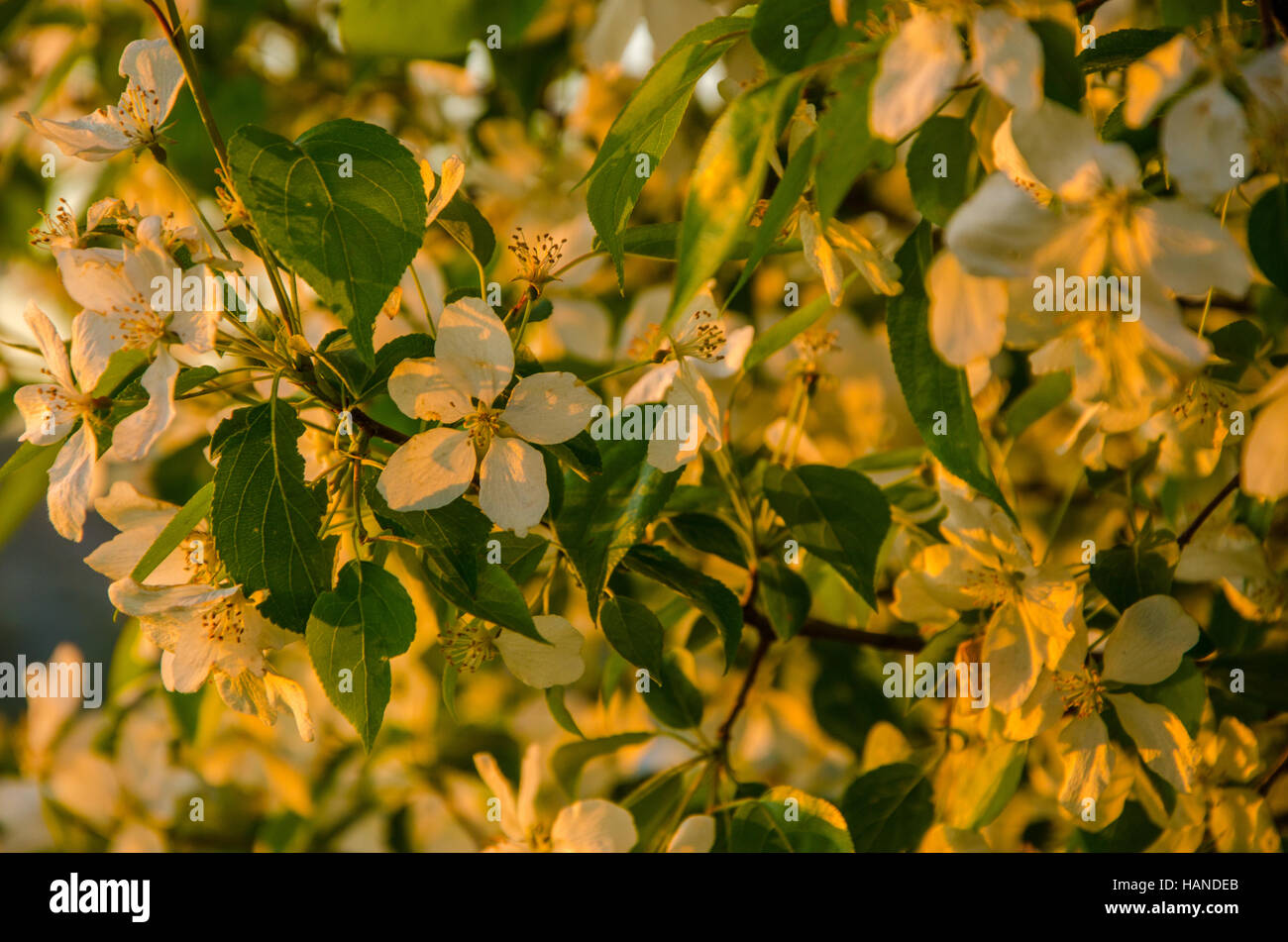 thick morning fog in the summer forest. thick morning fog in the forest ...