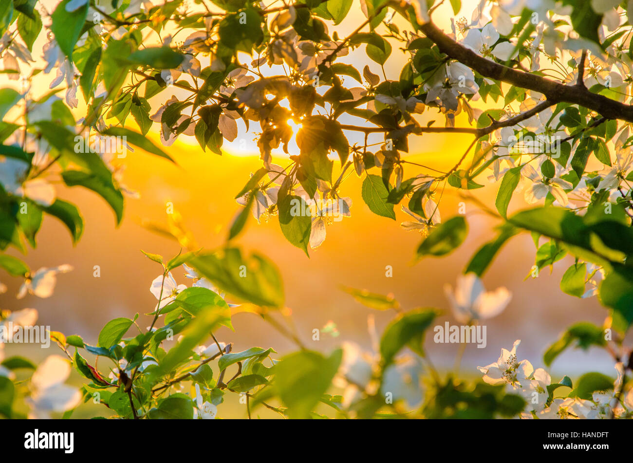thick morning fog in the summer forest. thick morning fog in the forest ...