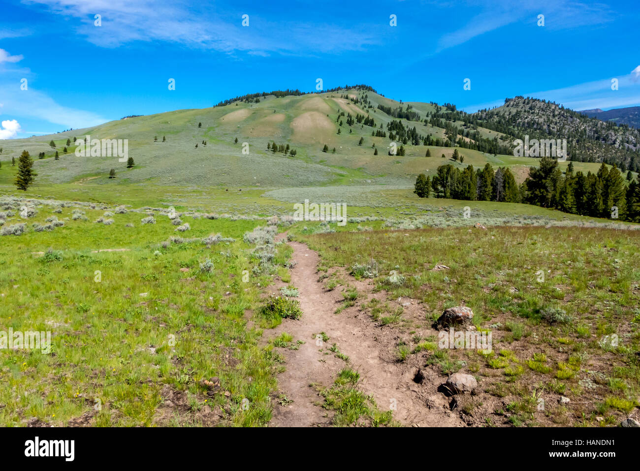 Wilderness on the Hellroaring Creek Nature Trail in Yellowstone ...