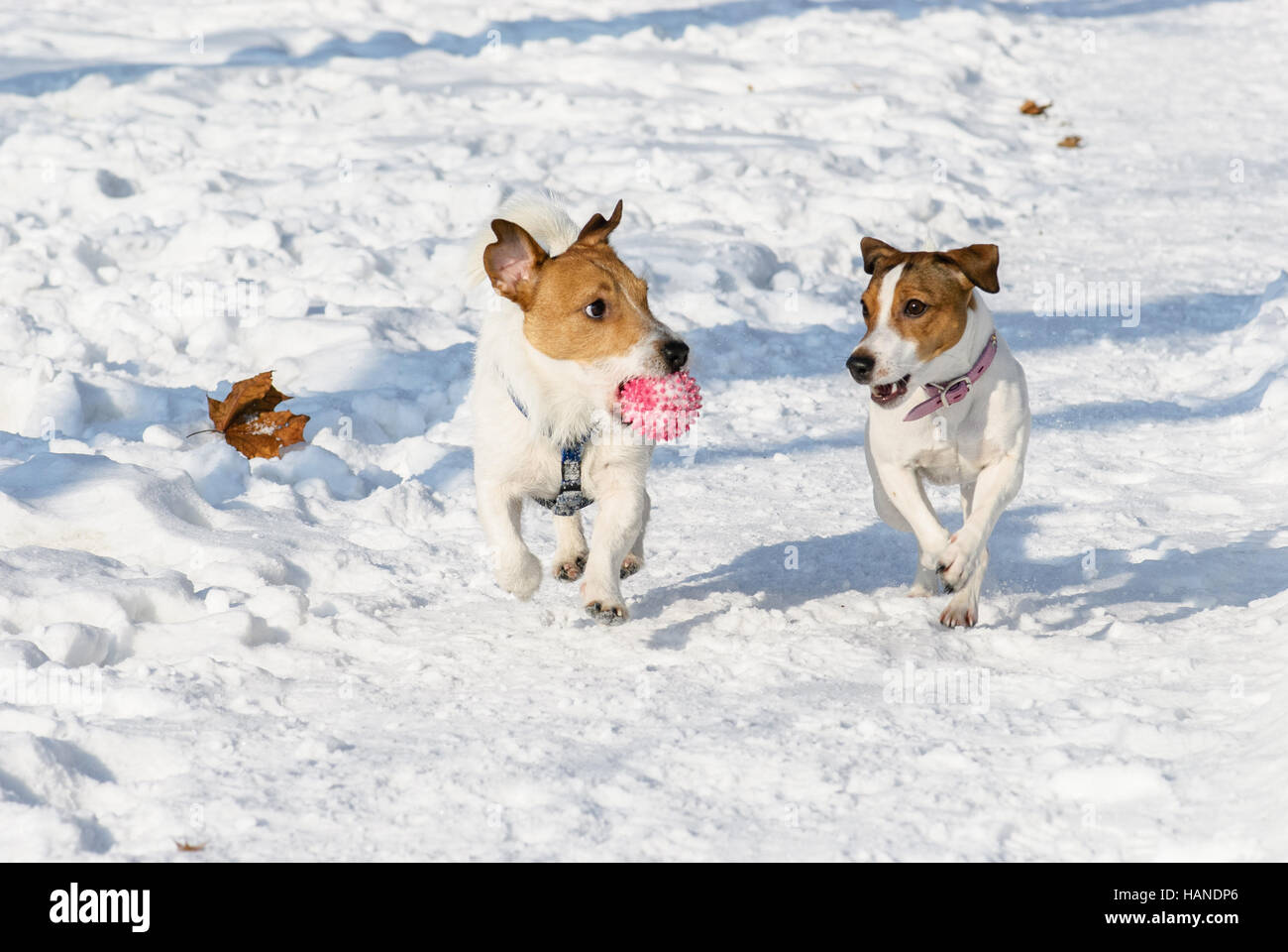 Two ball dog hi-res stock photography and images - Alamy