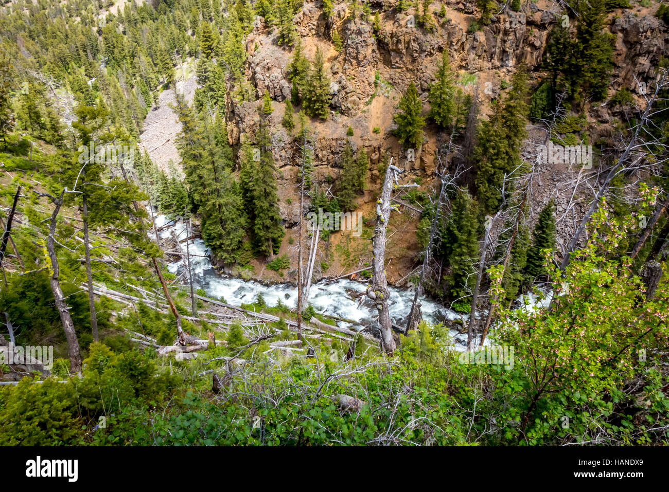 Wilderness on the Hellroaring Creek Nature Trail in Yellowstone ...