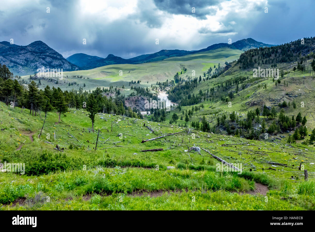 Wilderness on the Hellroaring Creek Nature Trail in Yellowstone ...