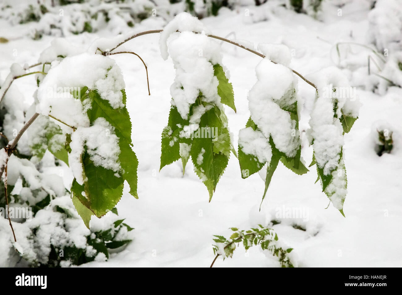 The branches of the bushes, covered with white fluffy snow Stock Photo - Alamy