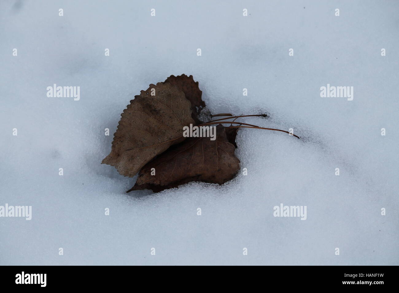 dray gray leaves of poplar tree lay in shine fluffy snow met of autumn ...