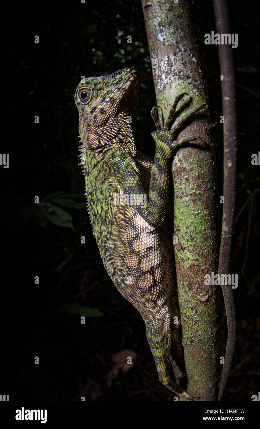 Comb crested forest dragon lizard (Gonocephalus liogaster) in the Danum ...