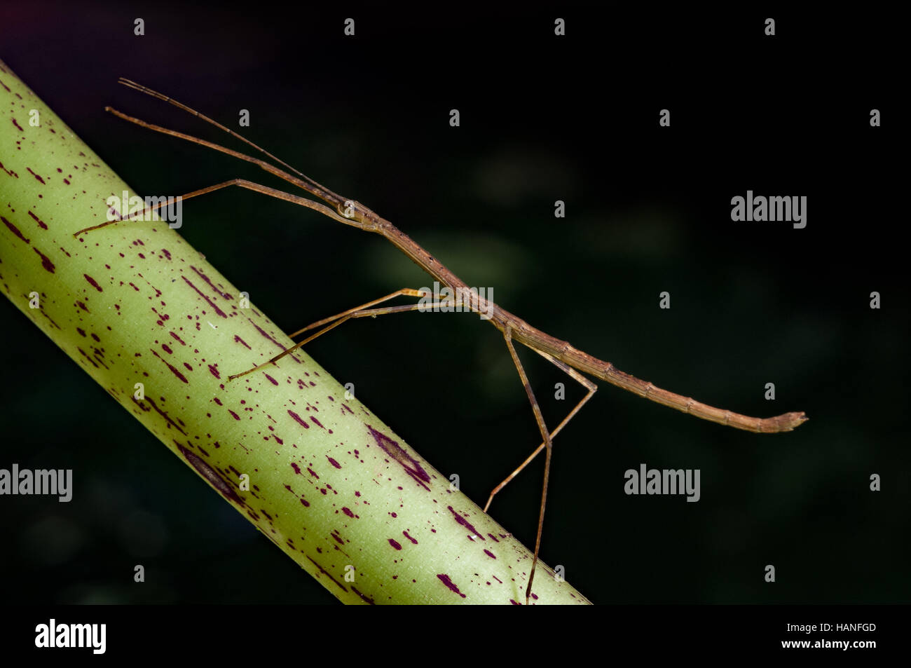 Stick insect phasmatodea hi-res stock photography and images - Alamy