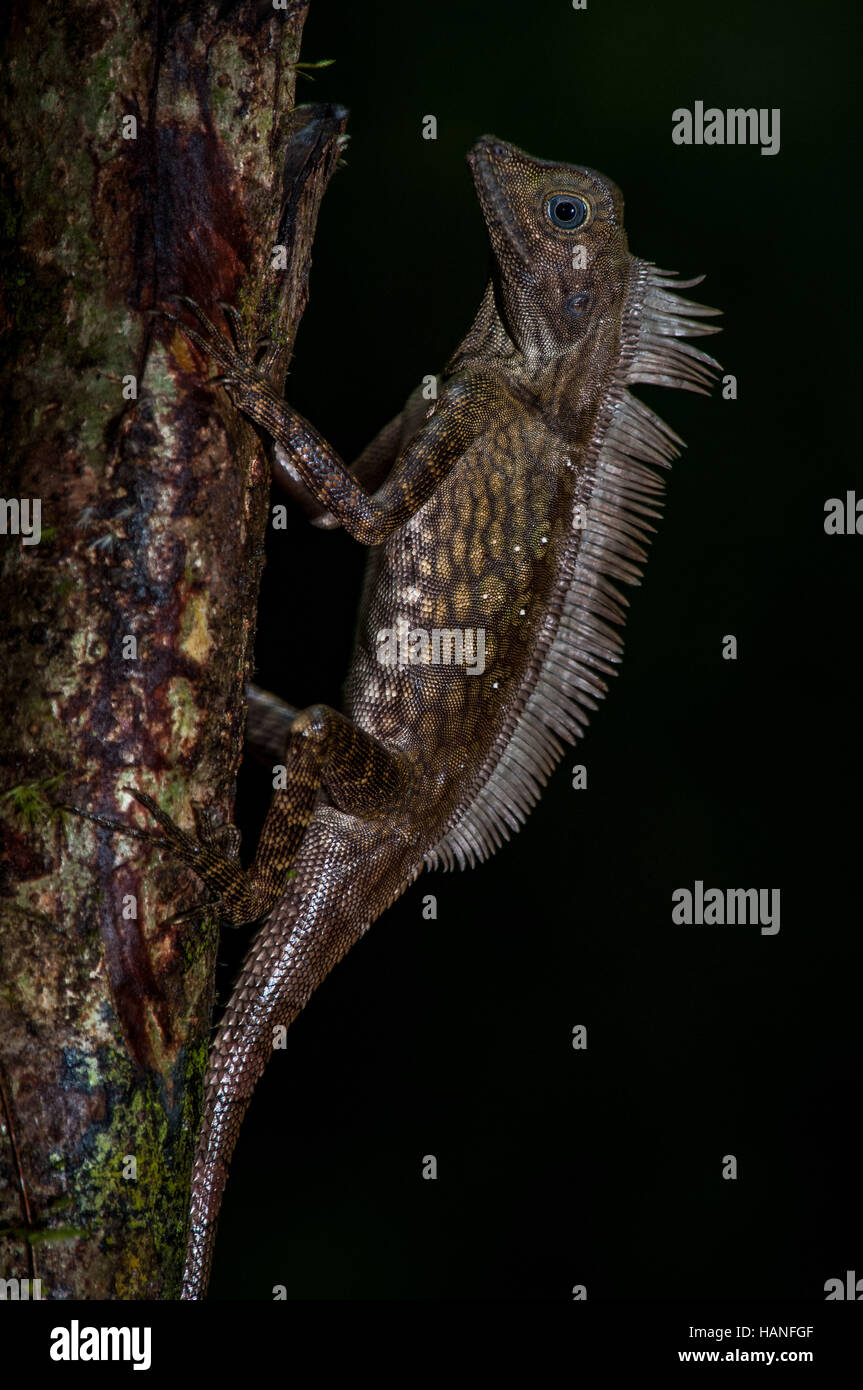 Comb crested forest dragon lizard (Gonocephalus liogaster) in the Danum Valley, Sabah, Malaysia ...