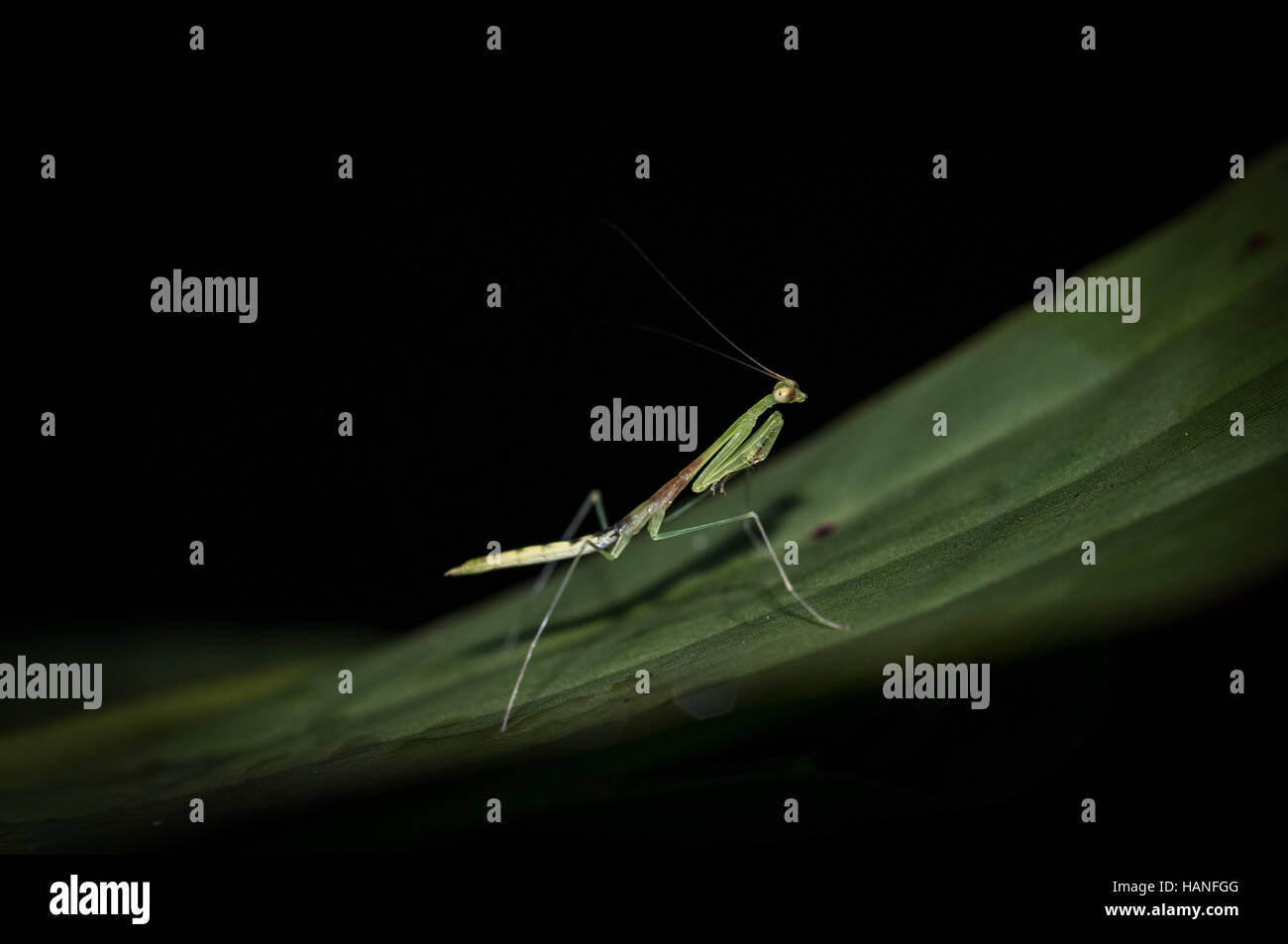 Praying Mantis (Mantadia) in Danum Valley, Sabah, Malaysia Stock Photo ...