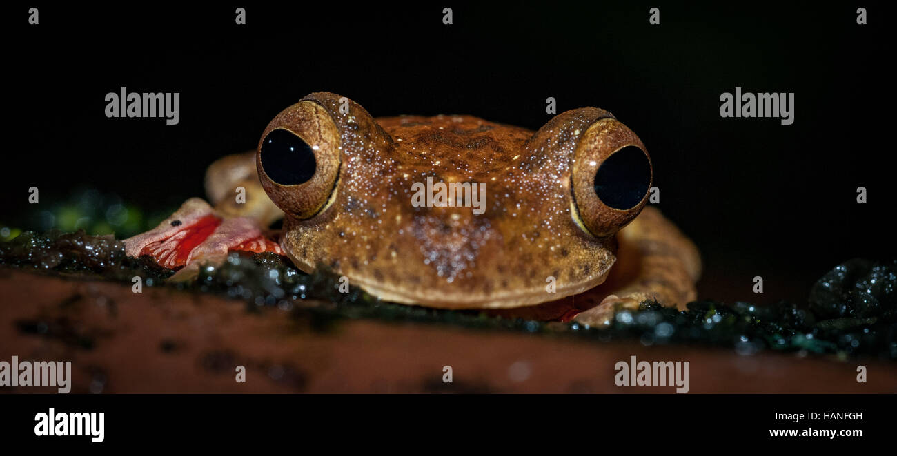 Harlequin Tree Frog (Rhacophorus pardalis) in the Danum Valley, Sabah ...