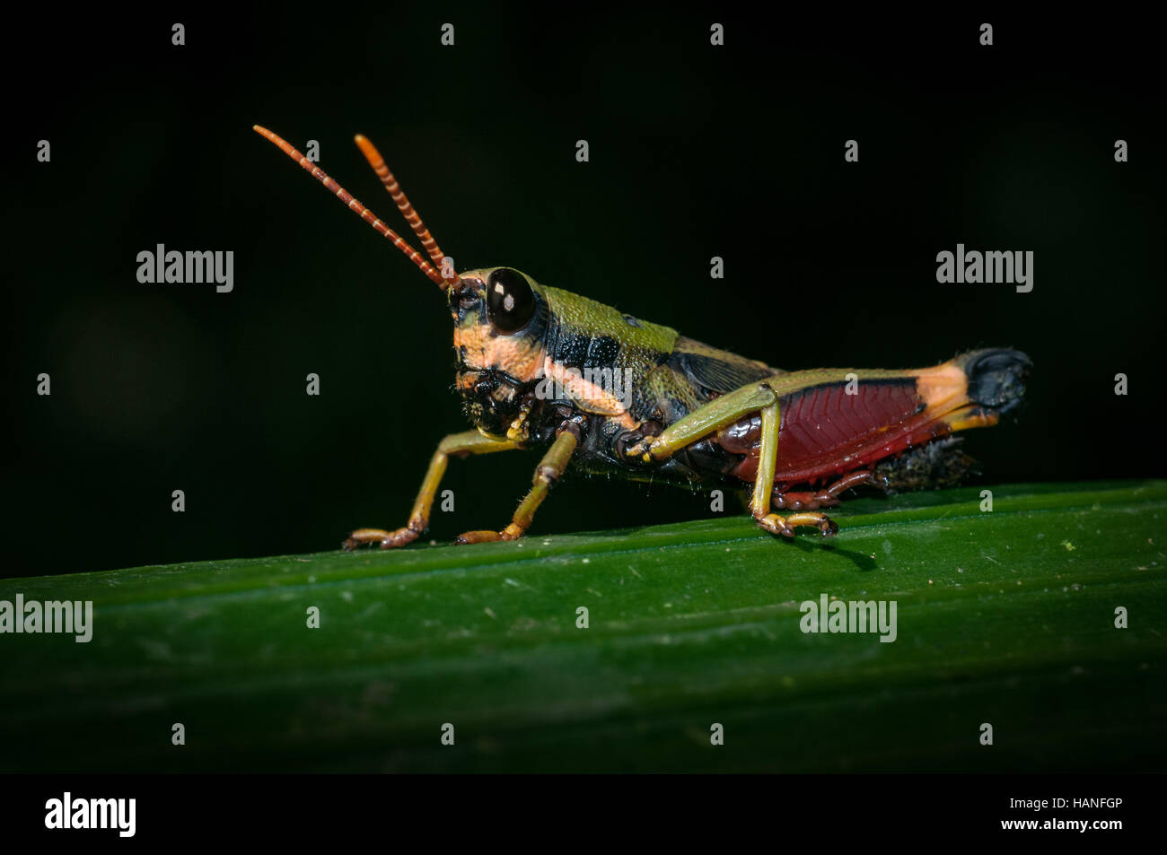 Grasshopper (Acrididae) in the Danum Valley, Sabah, Malaysia Stock ...