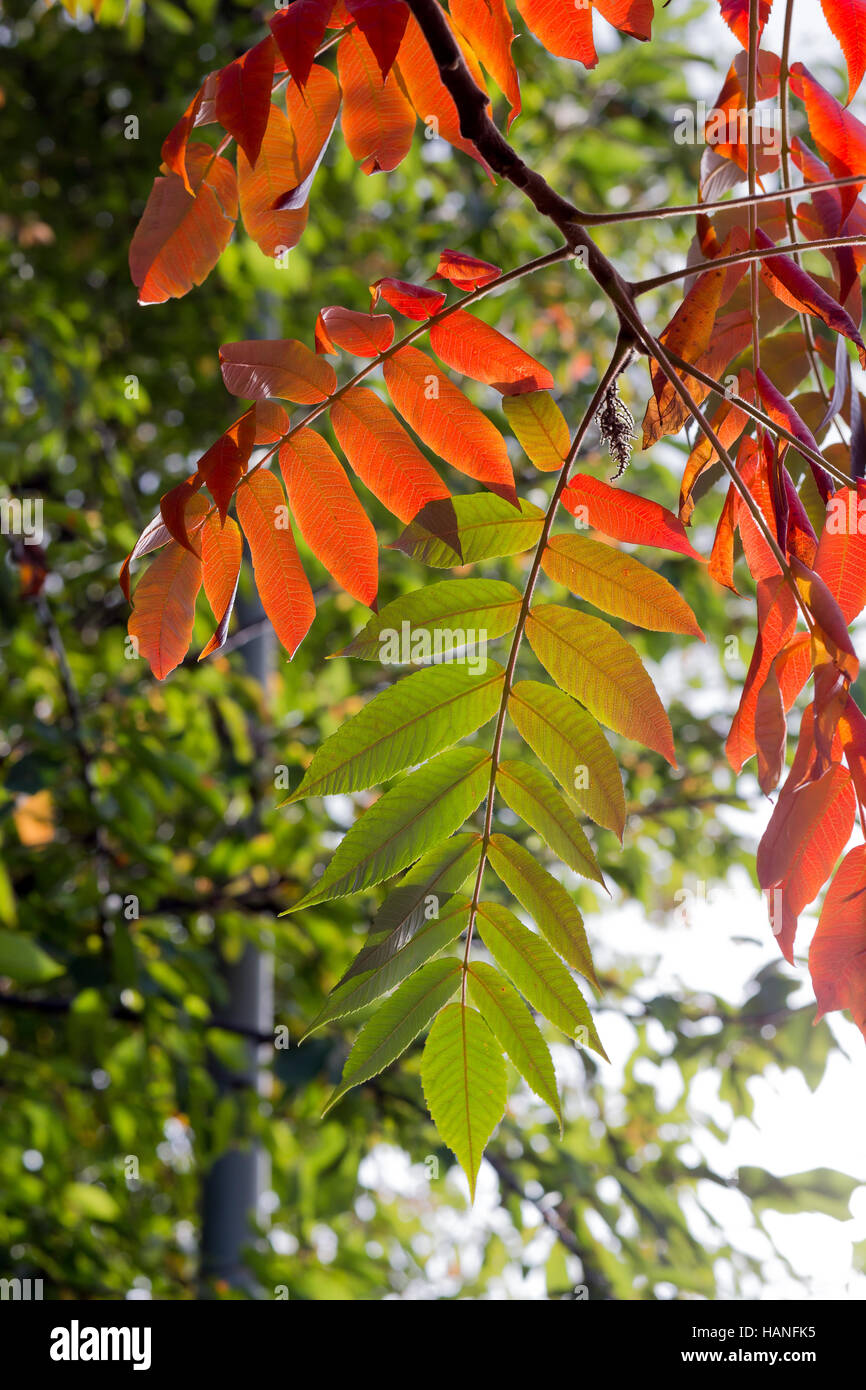 Vibrant red green Tree of Heaven (Ailanthus altissima) leaves in fall ...
