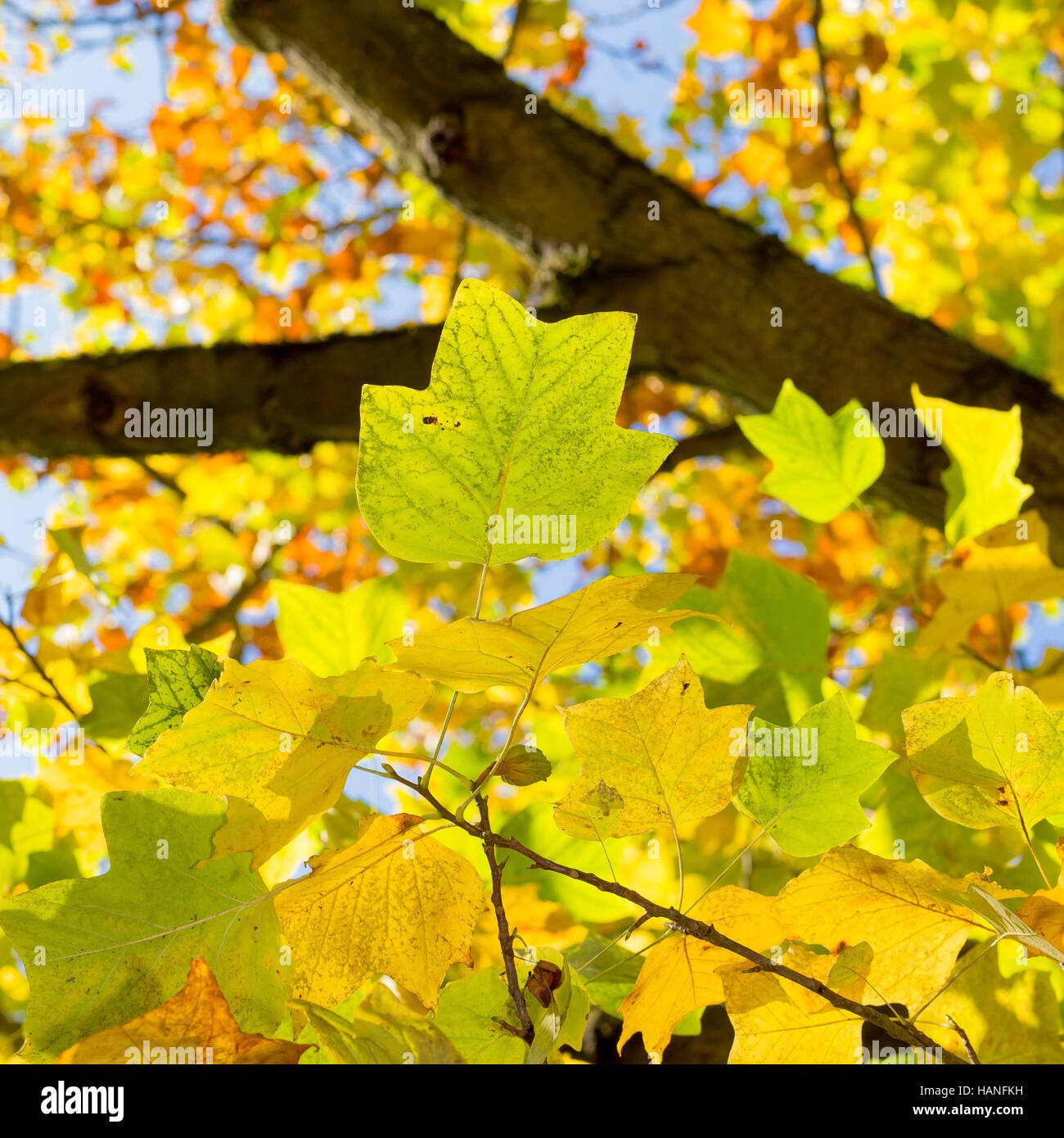 Liriodendron tulipifera tulip tree tuliptree leaves leaf autumn hi-res ...